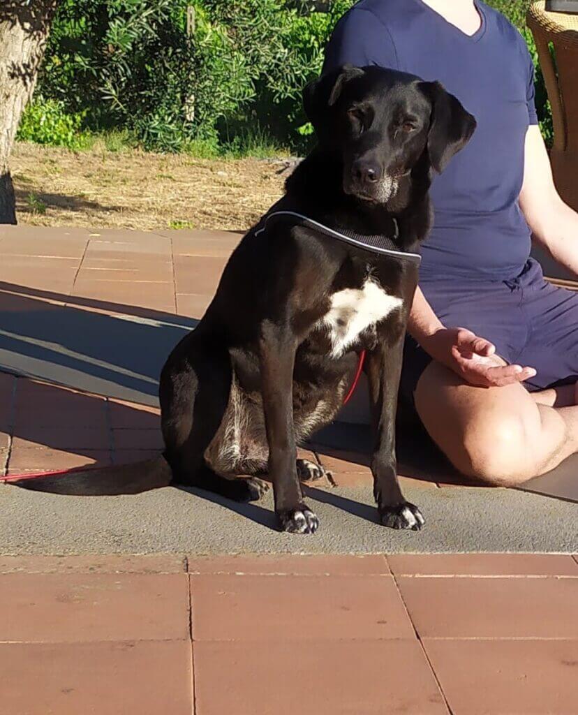 Animal Soul Academy | Mirjam Diepenbrock